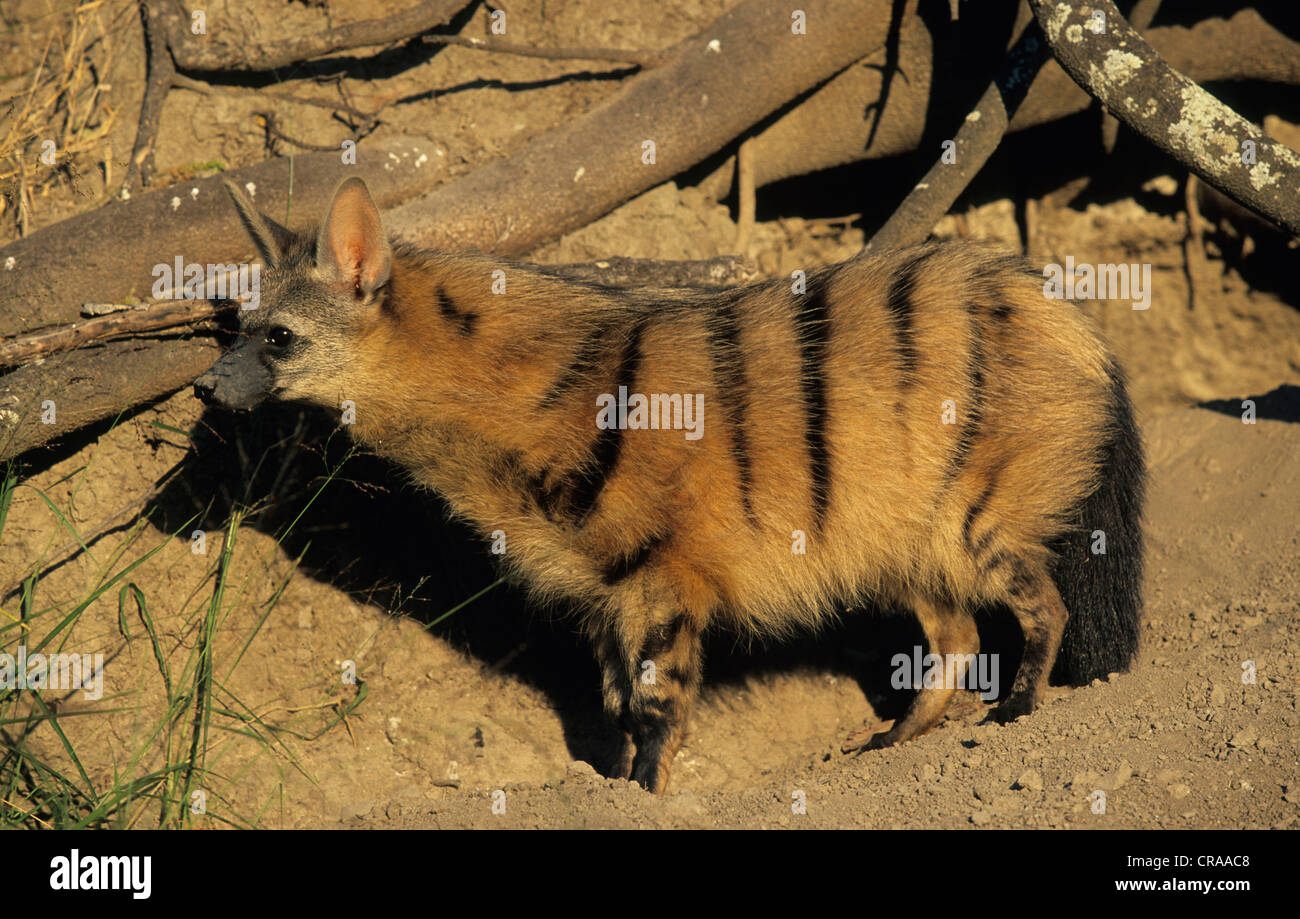 Aardwolf (Proteles cristata), Kapama Game Reserve, South Africa, Africa ...