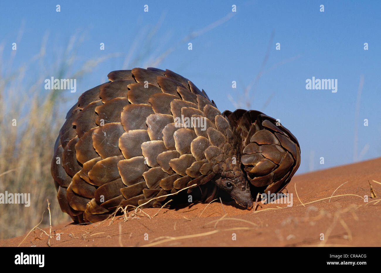Pangolin beyond