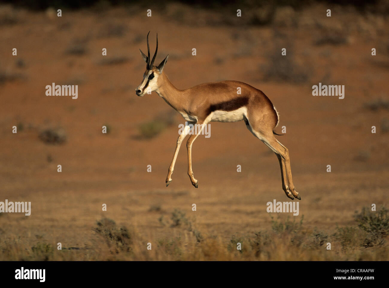 Springbok (Antidorcas marsupialis), pronking, stotting, Kgalagadi ...