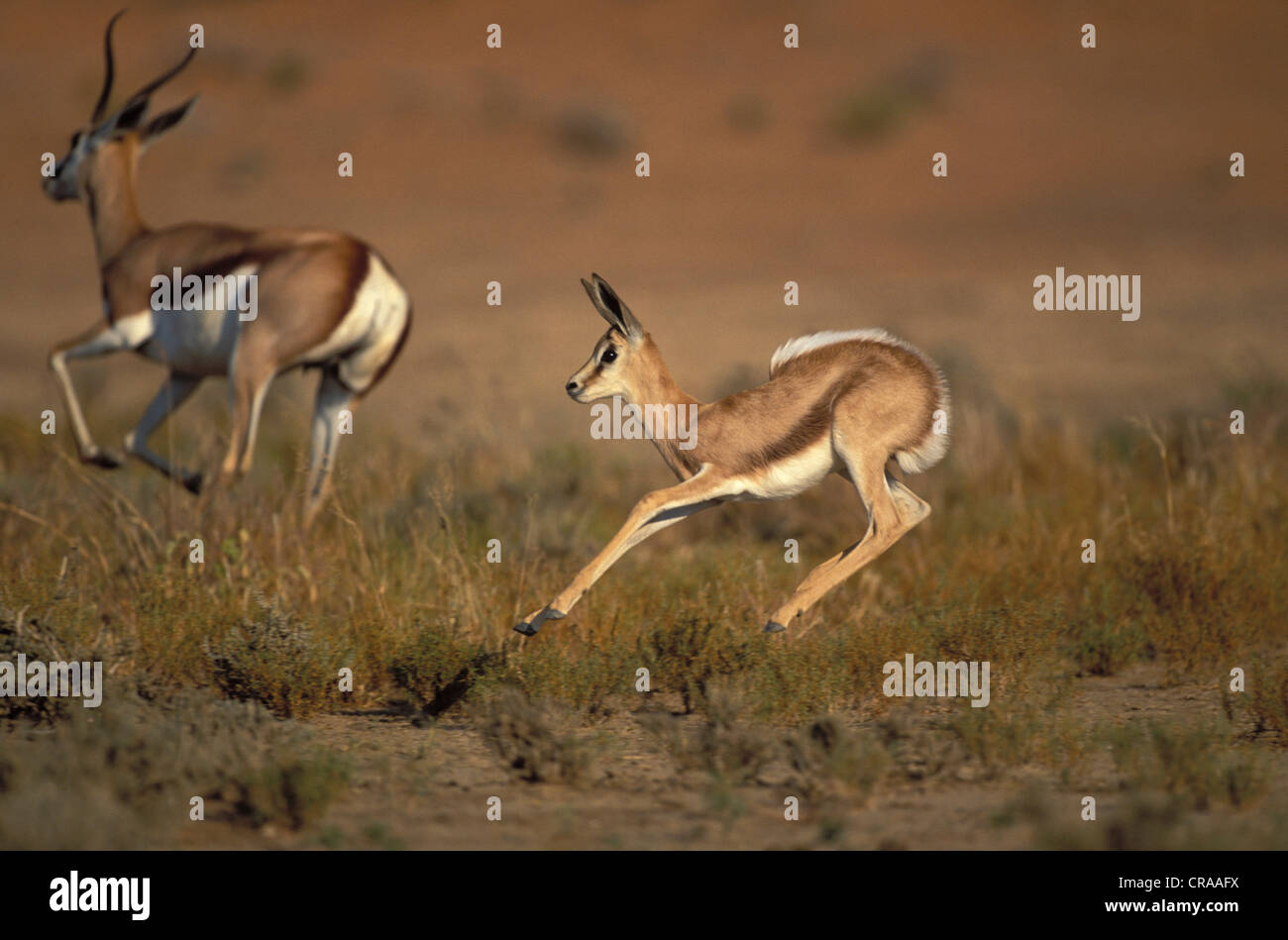 Springbok lamb (Antidorcas marsupialis), pronking, stotting, Kgalagadi ...