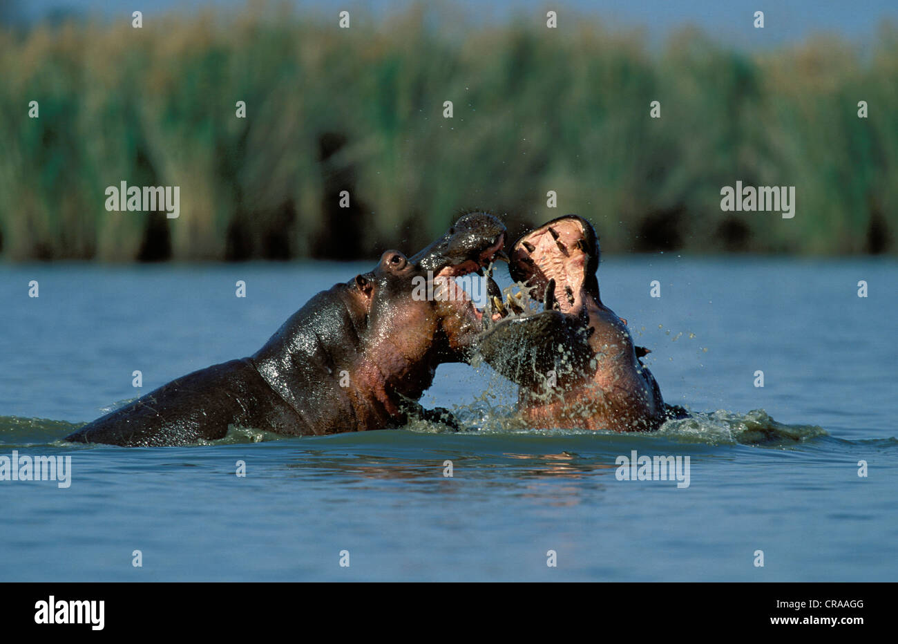 Two hippo fighting hippopotamus amphibius hi-res stock photography and ...