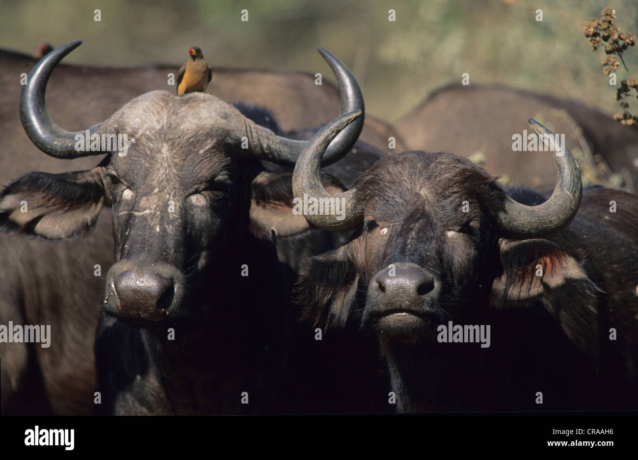 Buffalo with oxpecker hi-res stock photography and images - Alamy