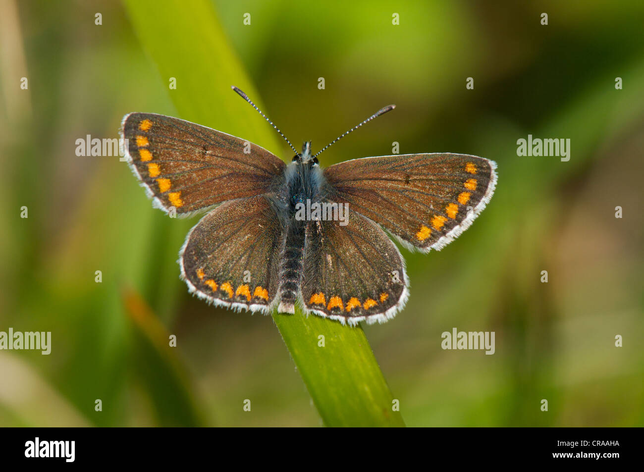 British Brown Argus butterfly basking on grass in typical southern ...