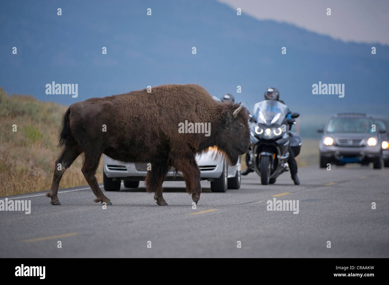 Yellowstone road hi-res stock photography and images - Alamy