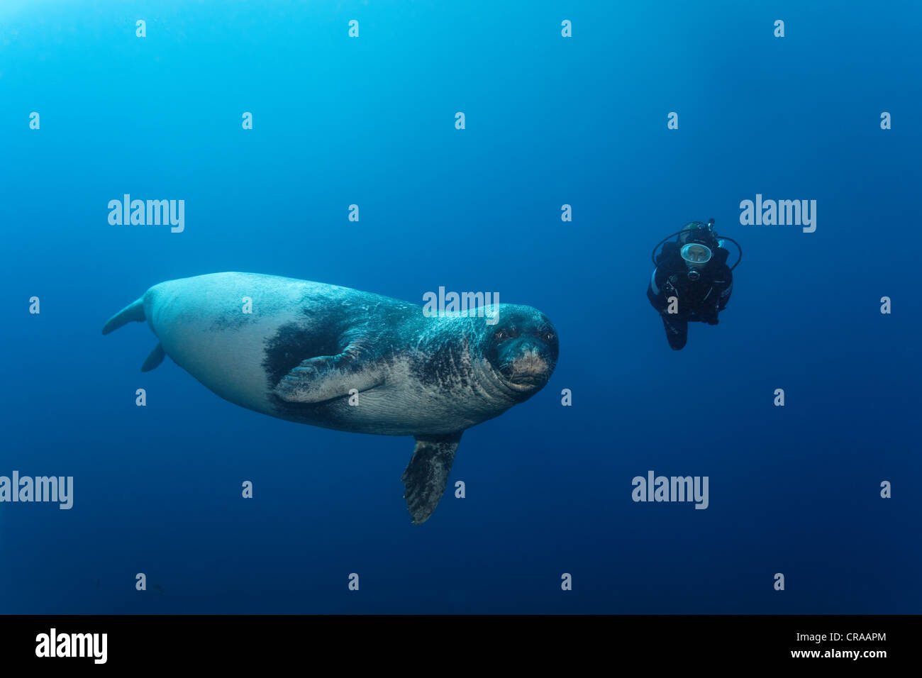 Mediterranean monk seal hi-res stock photography and images - Alamy