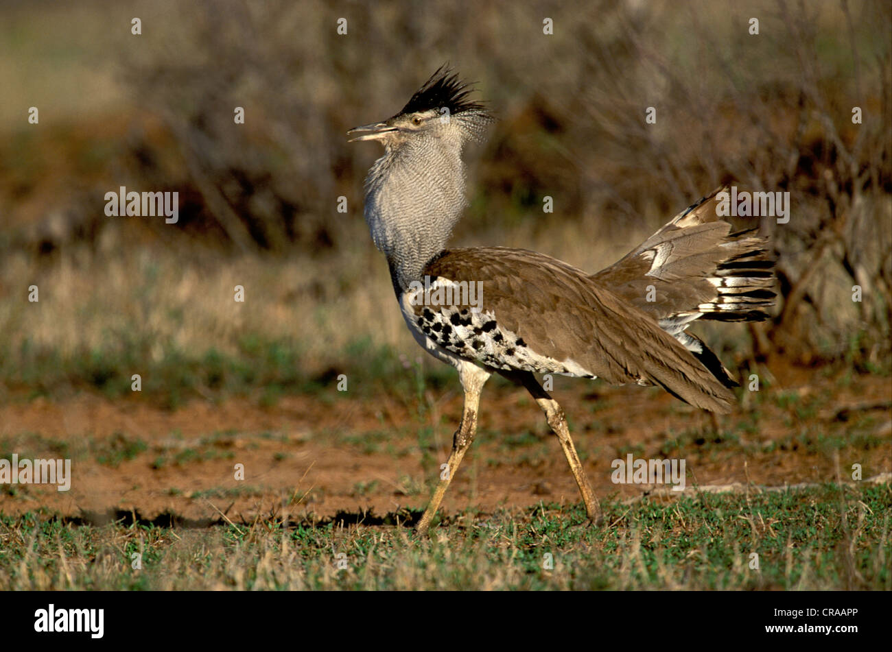 Kori Bustard (Ardeotis kori), male in courtship display, Kruger ...