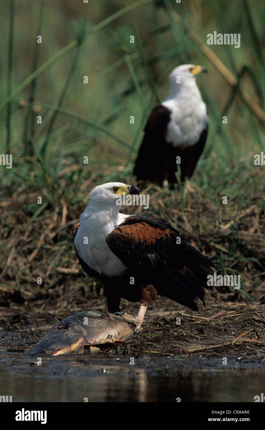 African Fish Eagle (Haliaeetus vocifer), eating catfish, Okavango Delta ...