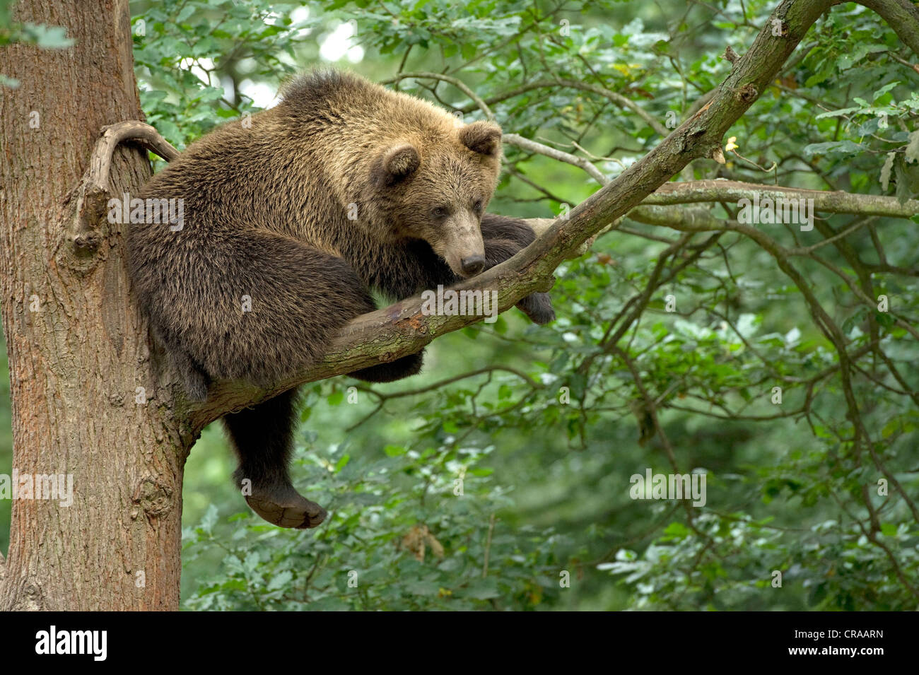 Brown bear (Ursus arctos) in a tree, Wildpark Knuell game park, North ...