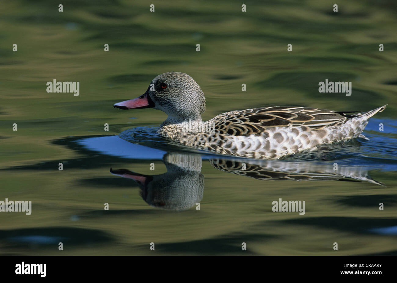 Cape Teal (Anas capensis), Western Cape, South Africa Stock Photo - Alamy
