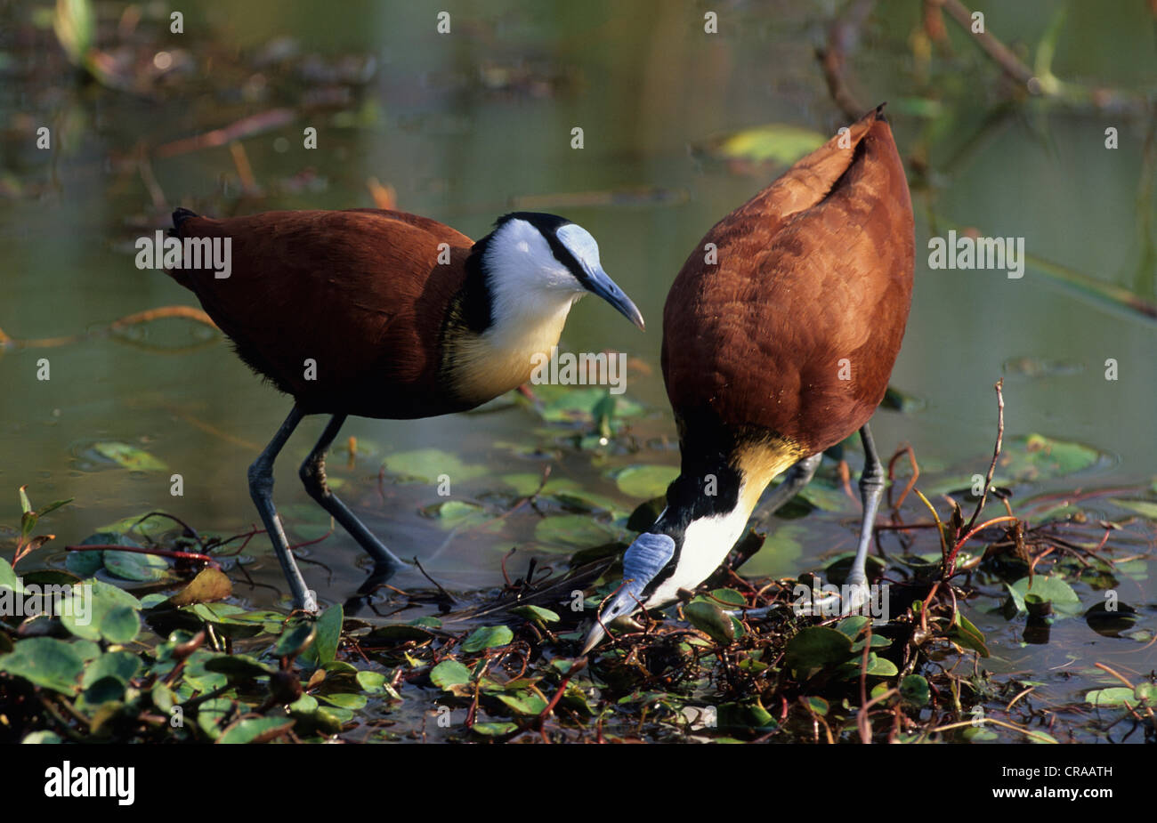 African Jacana (Actophilornis africanus), courtship display, KwaZulu ...