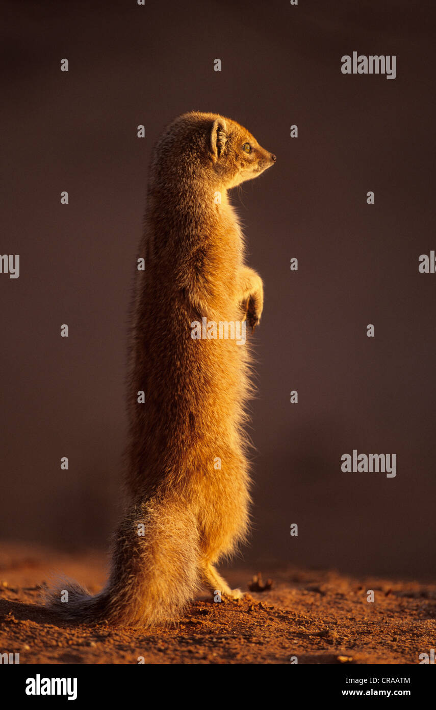 Yellow Mongoose (Cynictus penicillata), Kgalagadi Transfrontier Park ...