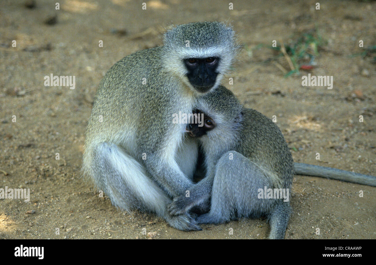 Vervet Monkey (Cercopithecus aethiops), mother suckling baby, Kruger ...