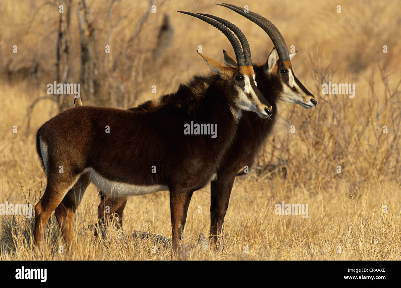Sable (Hippotragus niger), Kruger National Park, South Africa Stock ...