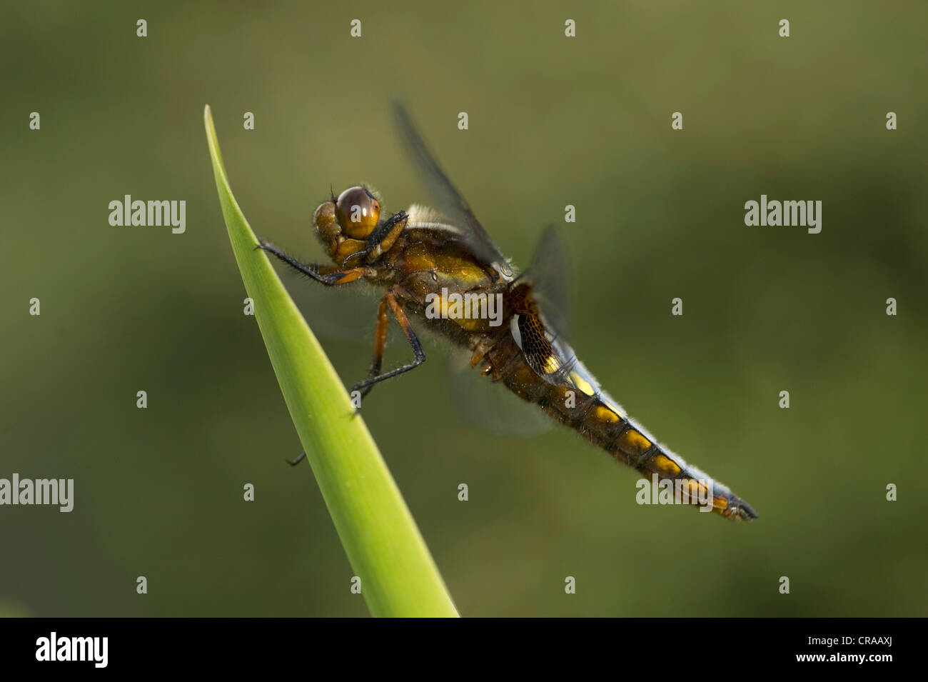 Libellula depressa male hi-res stock photography and images - Alamy