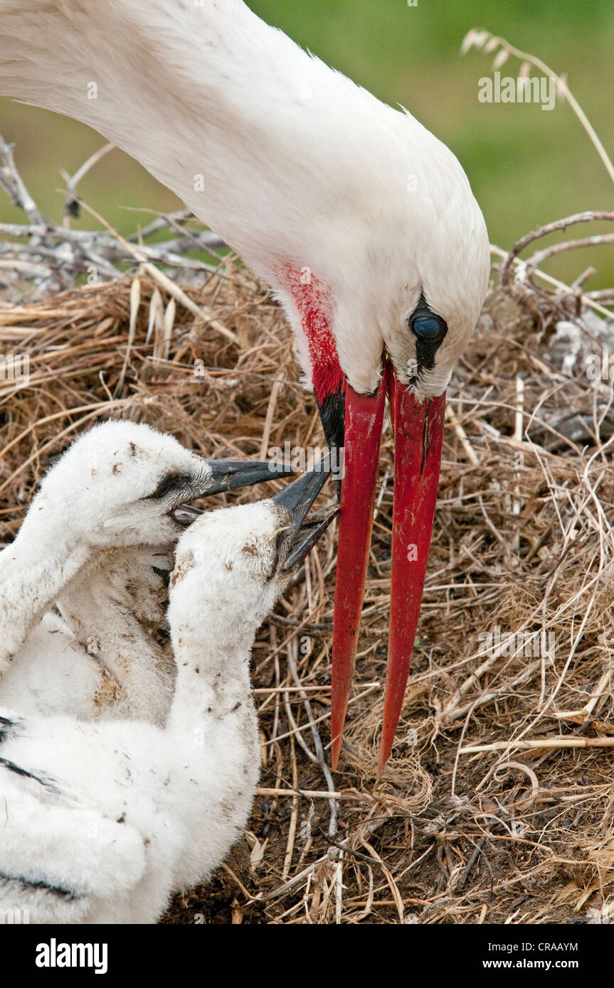 White stork chicks hi-res stock photography and images - Alamy