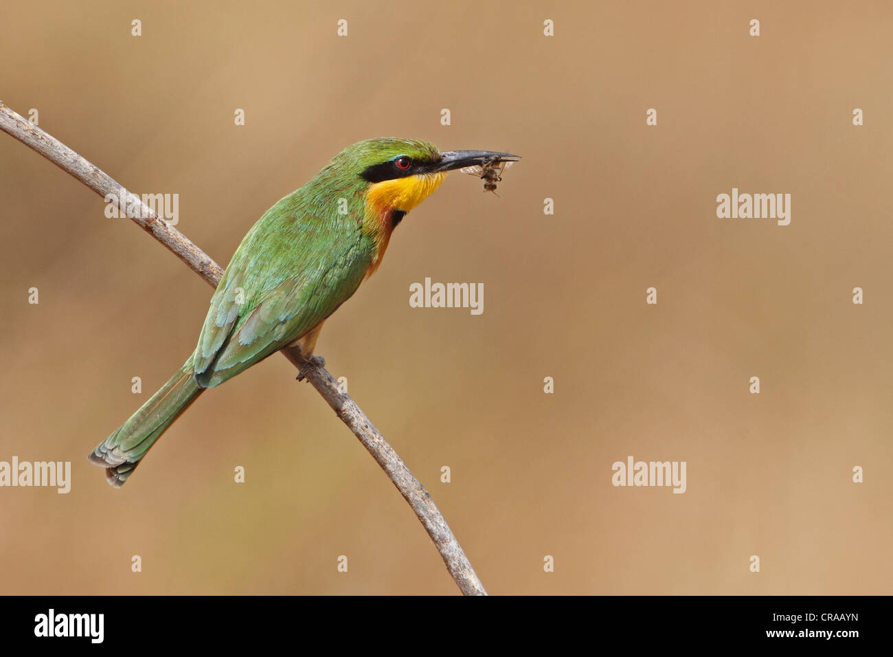 Little Bee-eater (Merops pusillus Stock Photo - Alamy
