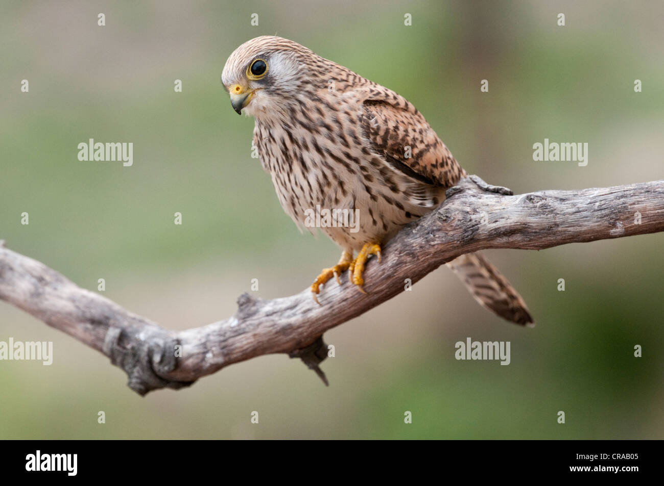 Lesser kestrel (Falco naumanni), female, Quintana de la Serena, Badajoz ...