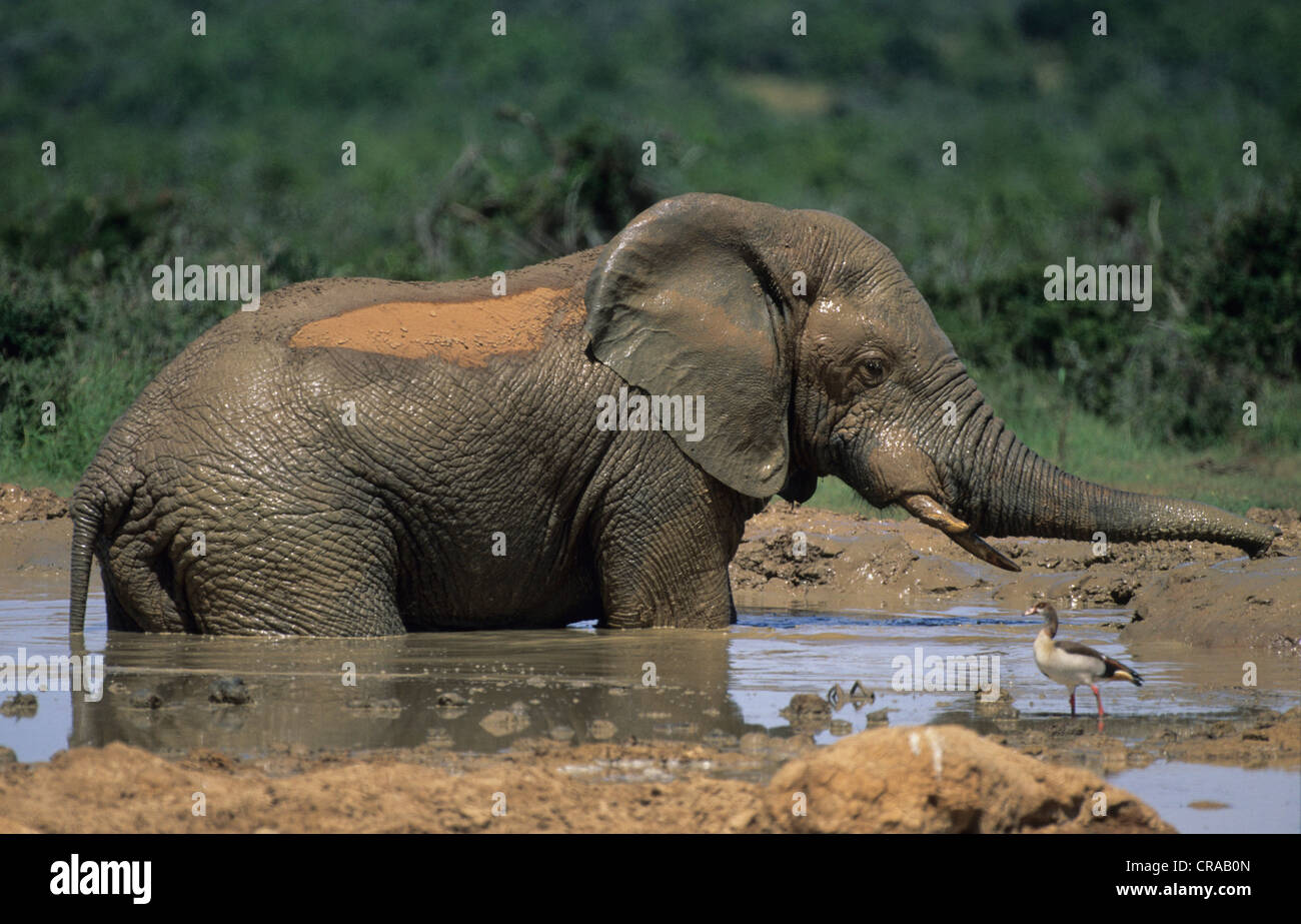 African elephant bathing hi-res stock photography and images - Alamy