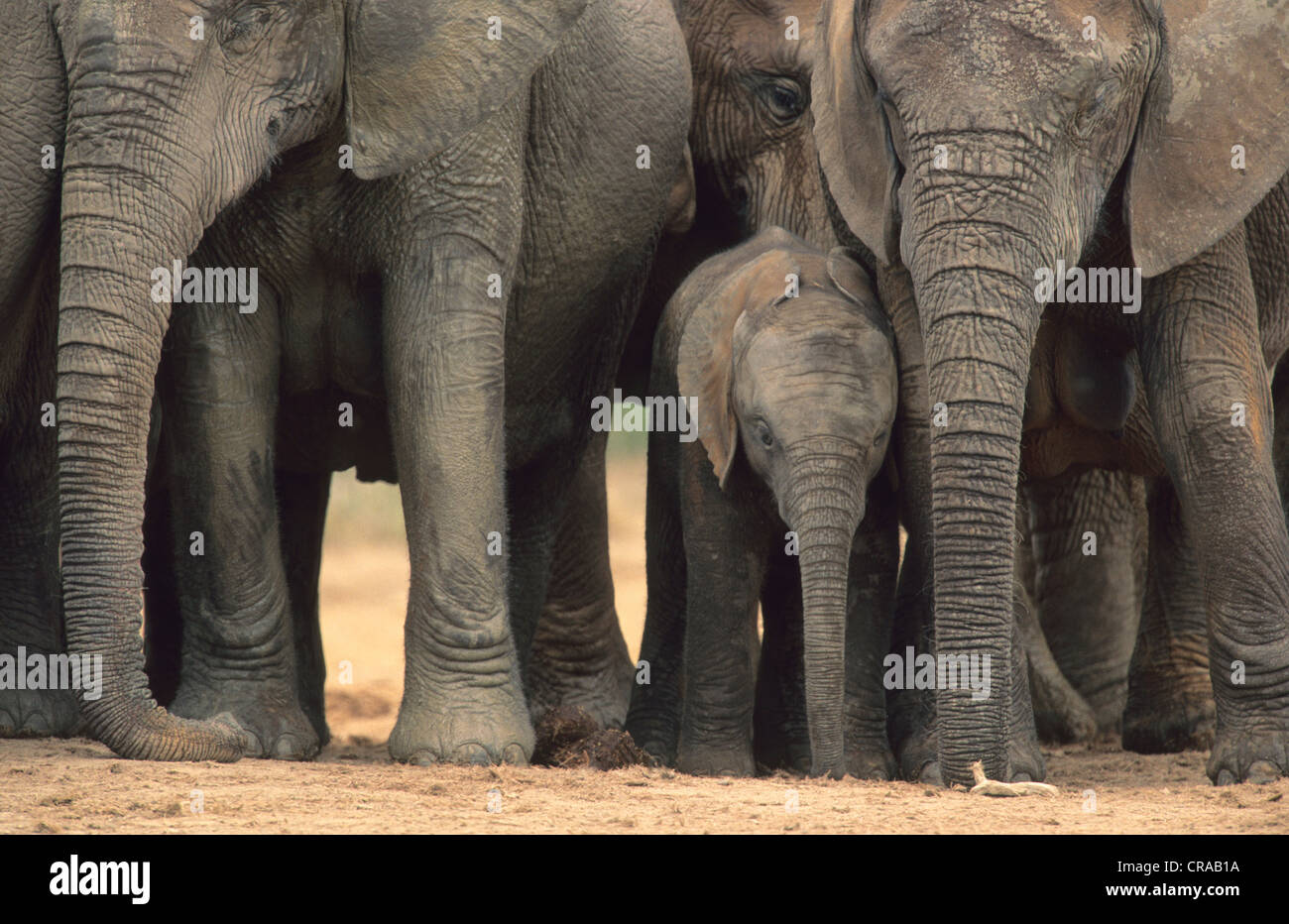 African elephants (Loxodonta africana), breeding herd with baby, Addo ...