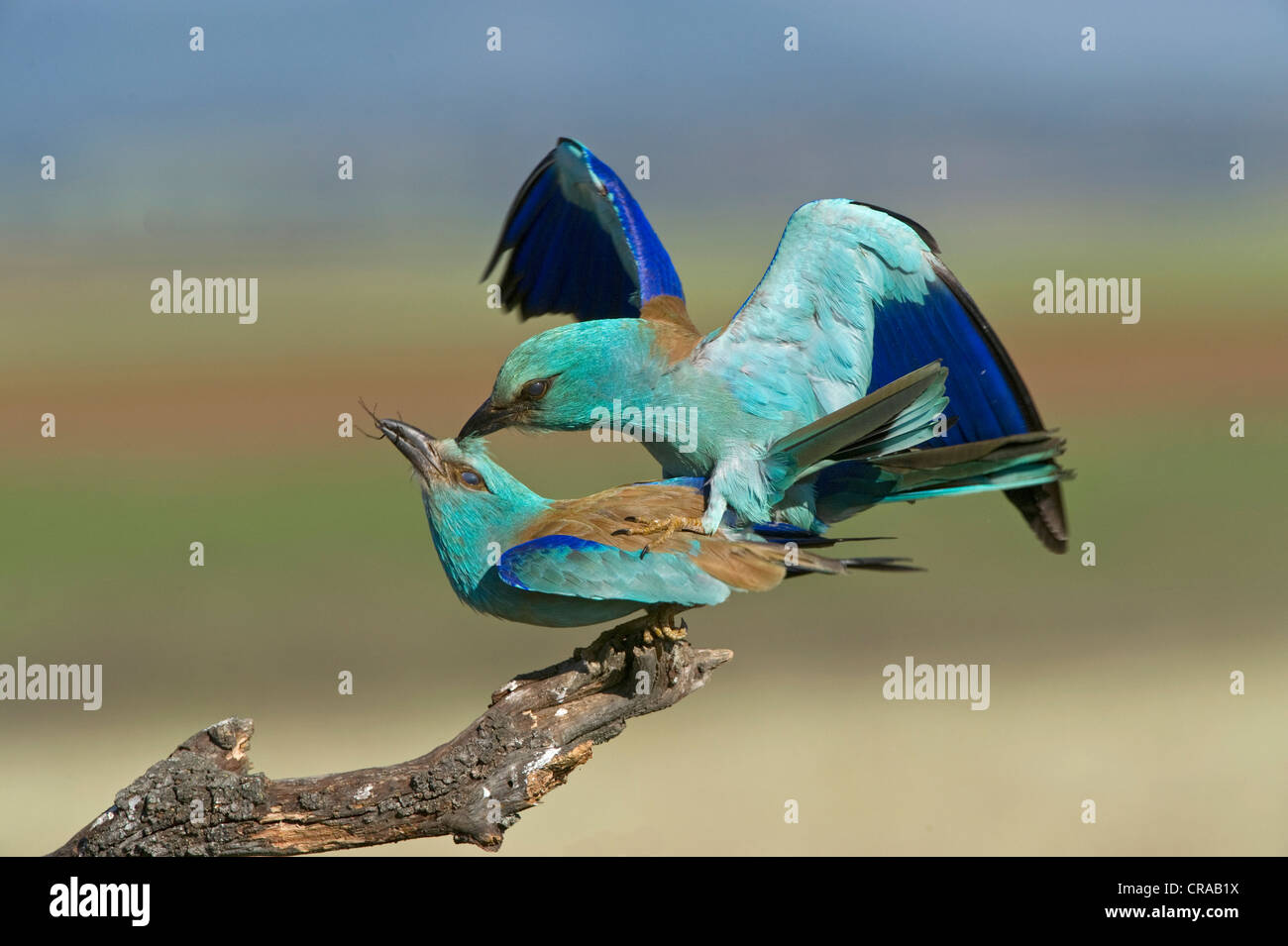 European rollers (Coracias garrulus), mating, Quintana de la Serena ...