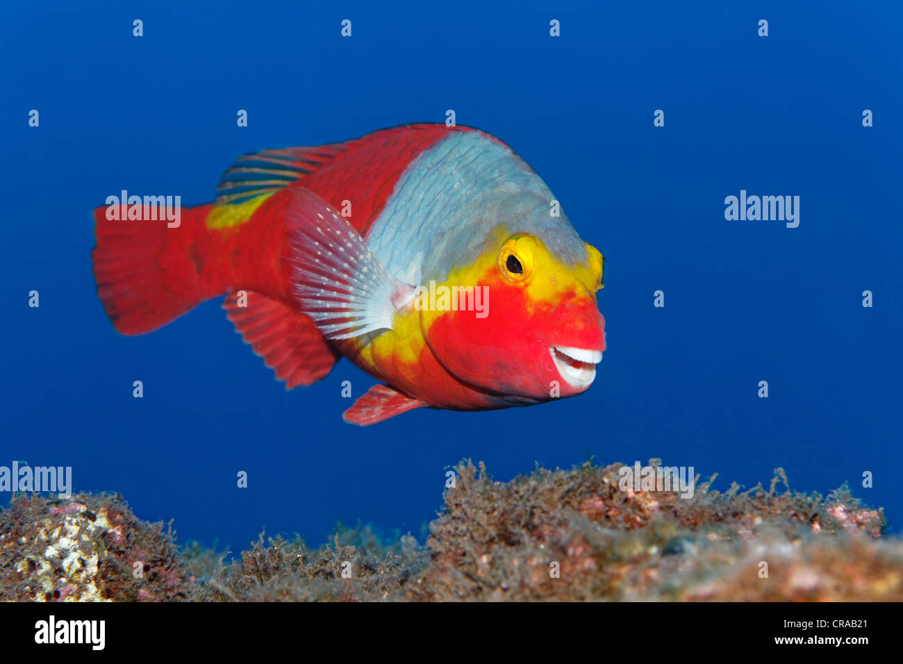 Mediterranean parrotfish (Sparisoma cretense), female swimming above ...
