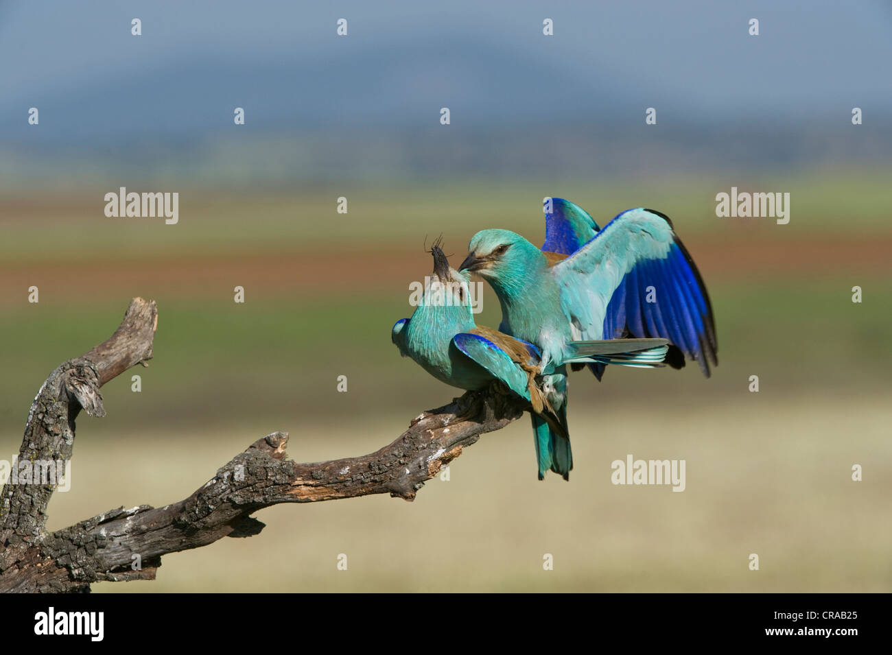 European rollers (Coracias garrulus), mating, Quintana de la Serena ...