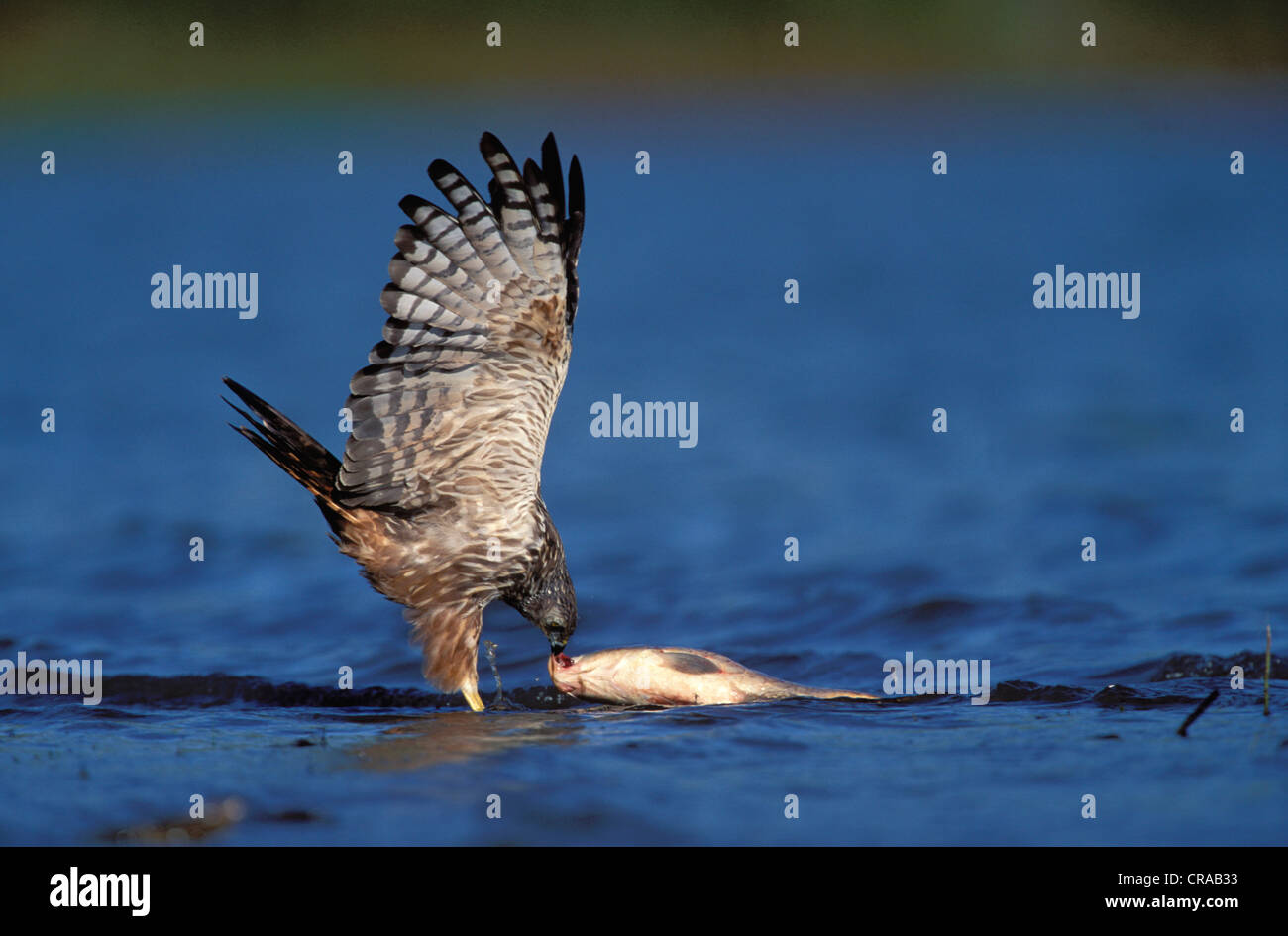 African Marsh Harrier (Circus raninorus), catching fish, KwaZulu-Natal ...
