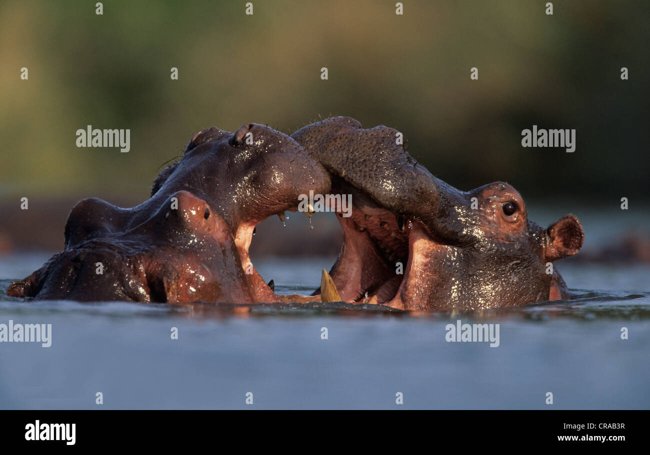 Aggressive hippo hi-res stock photography and images - Alamy
