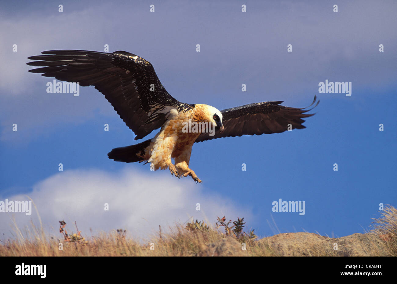 Vulture And Eagle