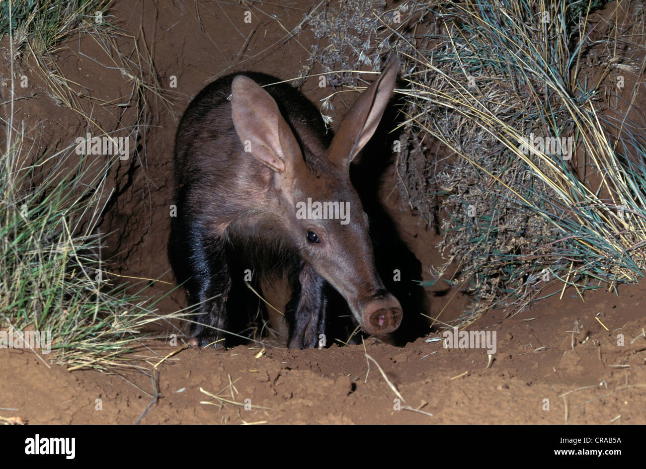 Aardvark orycteropus afer afer hi-res stock photography and images - Alamy