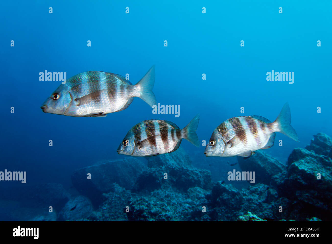 Zebra Sea Bream, (Diplodus cervinus), swimming in reef, Madeira ...