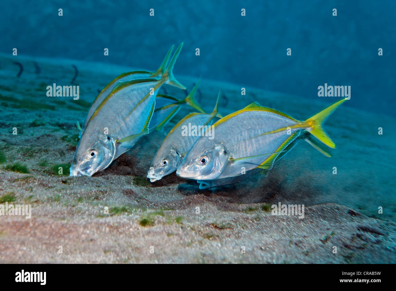 Dentex fish hi-res stock photography and images - Alamy
