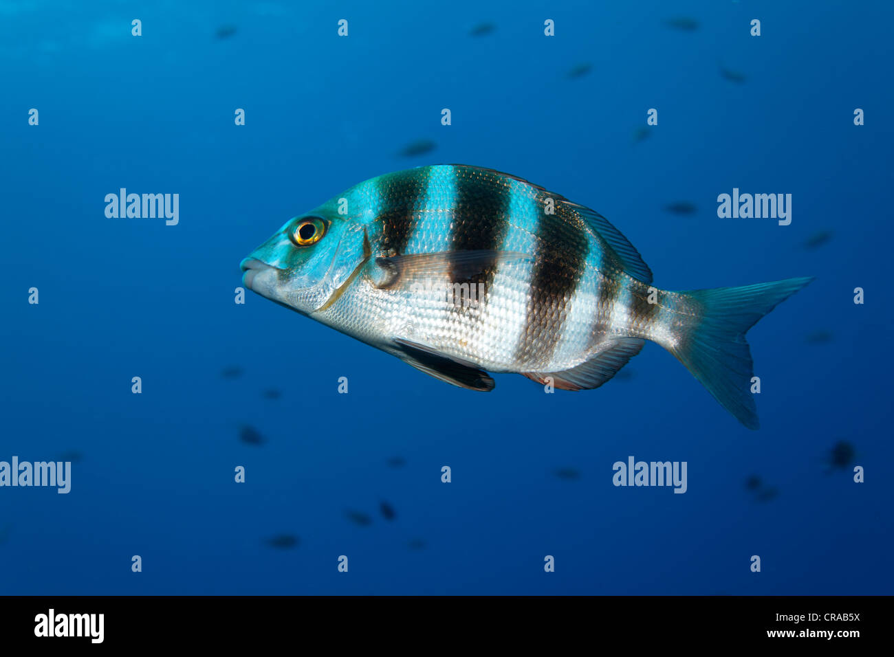 Zebra Sea Bream, (Diplodus cervinus), Madeira, Portugal, Europe ...