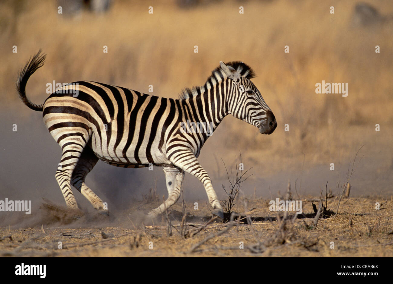 Burchell's Zebra (Equus burchelli), running, Kruger National Park ...