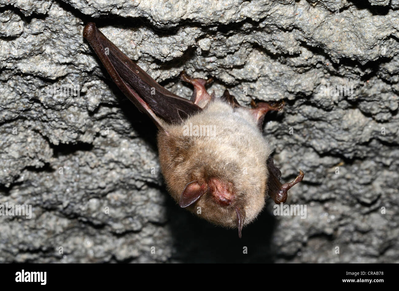Daubenton's Bat (Myotis daubentoni), species in Annex IV of the ...