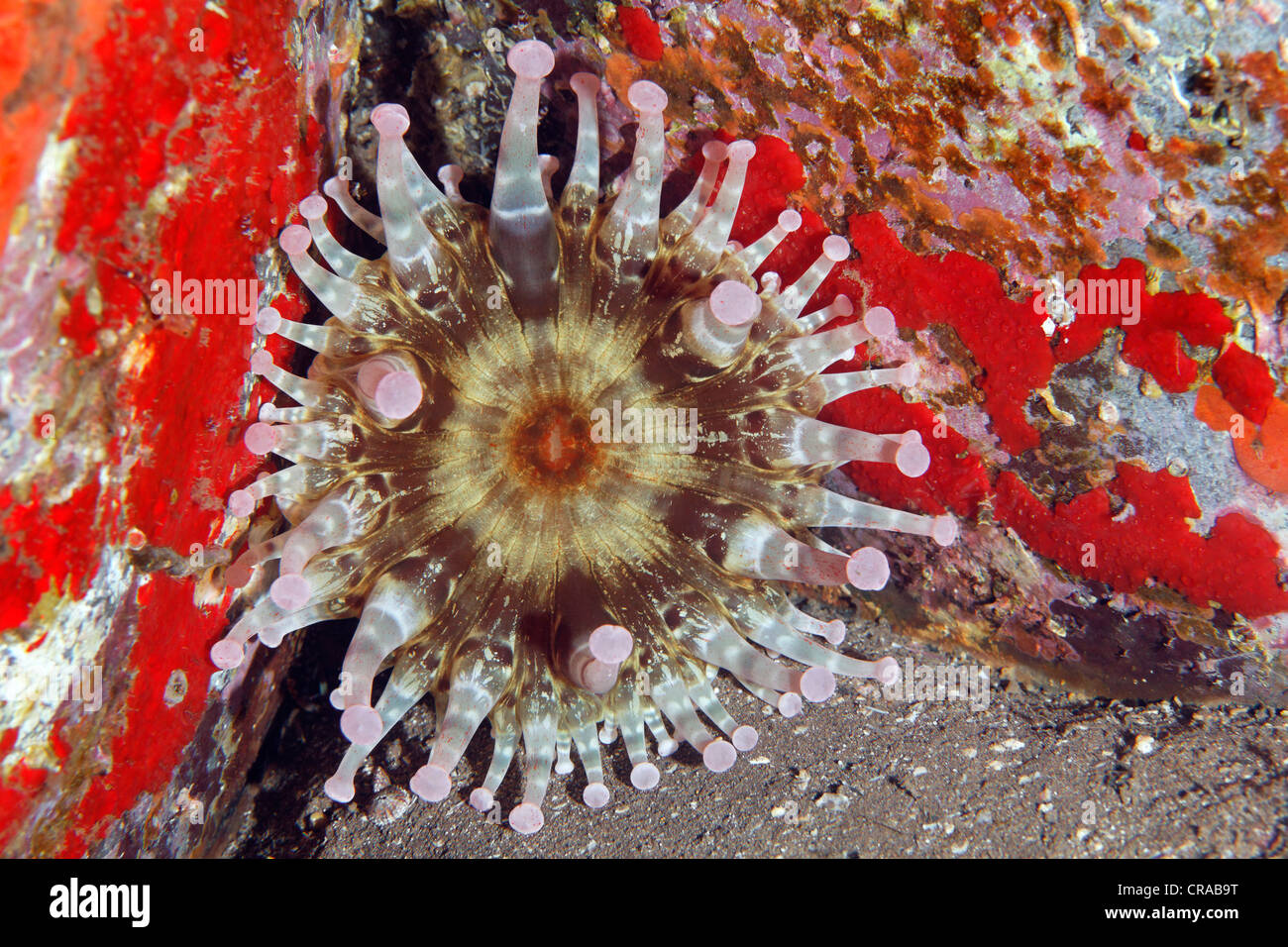 Giant Anemone (Telmatactis cricoides) on rocky bottom, Madeira ...