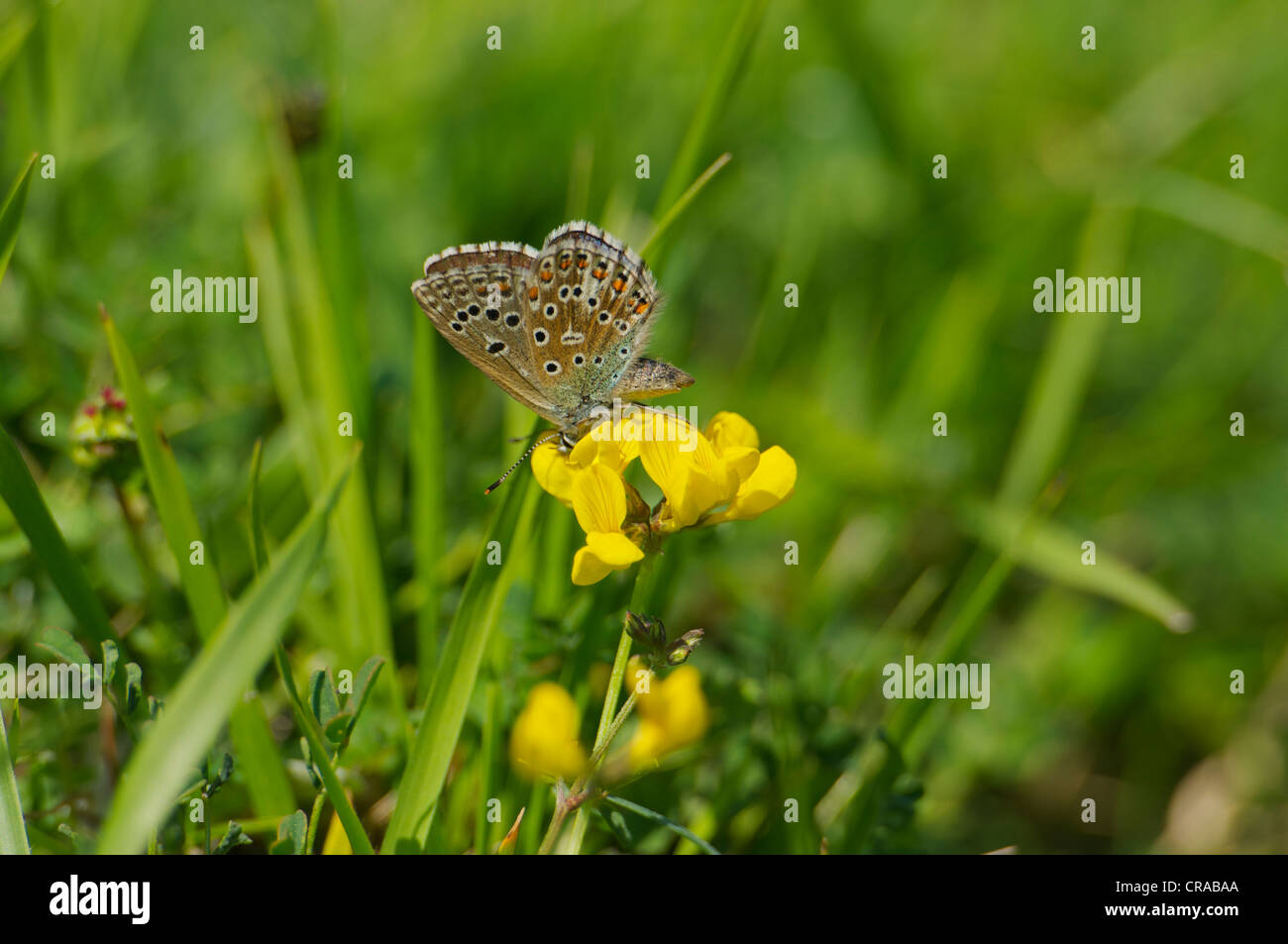 British Adonis Blue female butterfly feeding on Horseshoe Vetch in ...