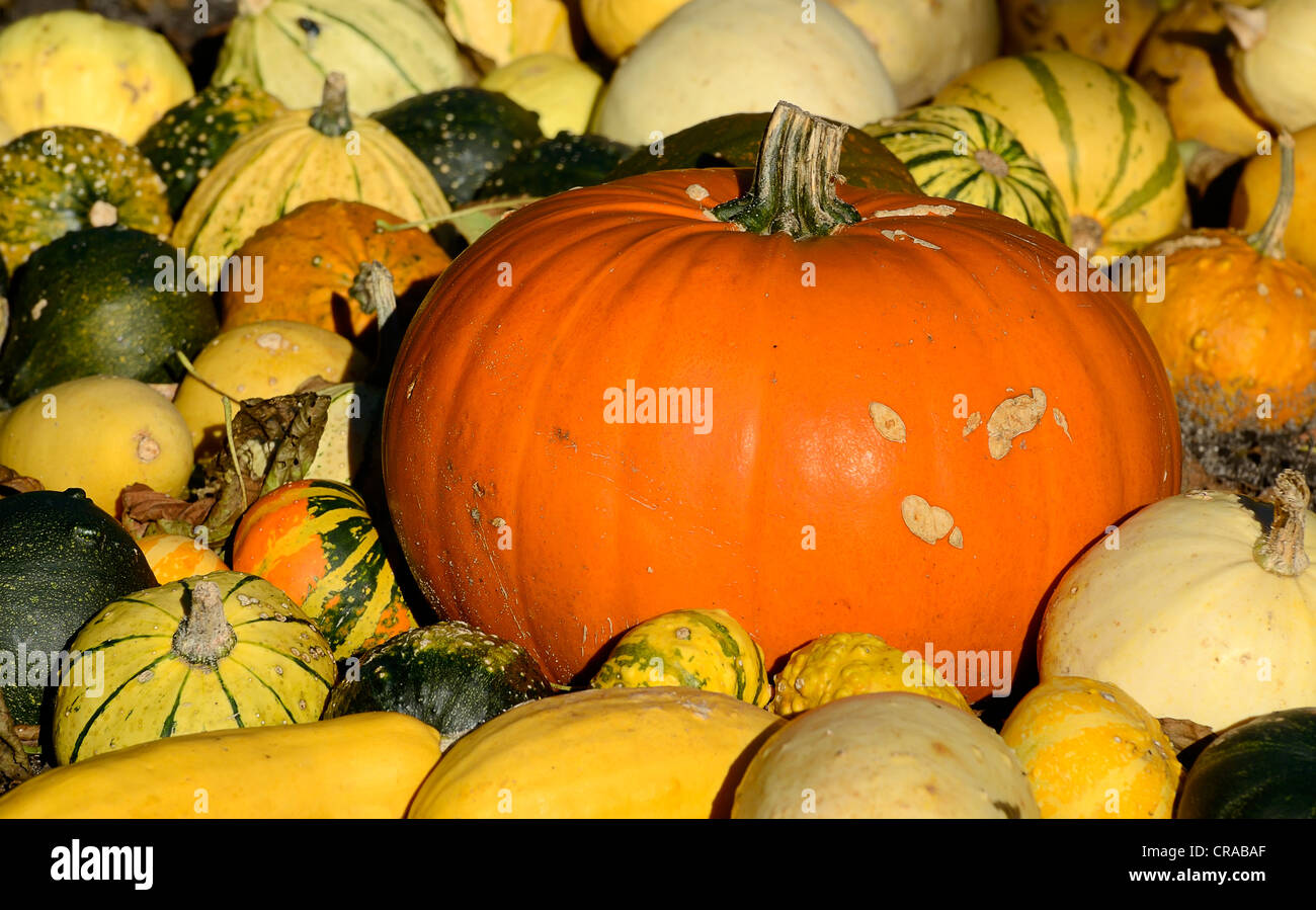 Autumnal arrangement of pumpkins of different sizes and varieties Stock ...