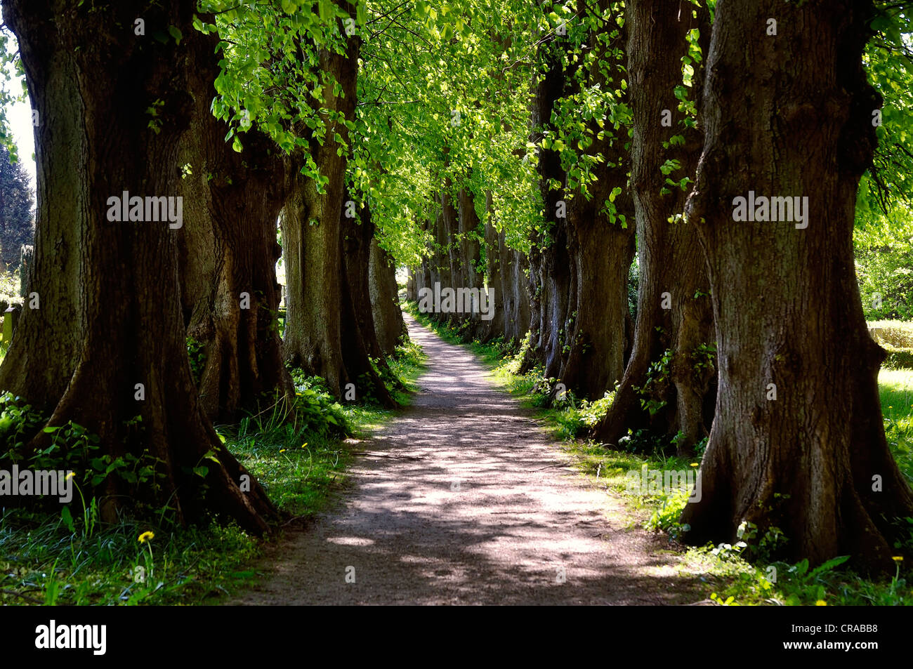 German limes street hi-res stock photography and images - Alamy