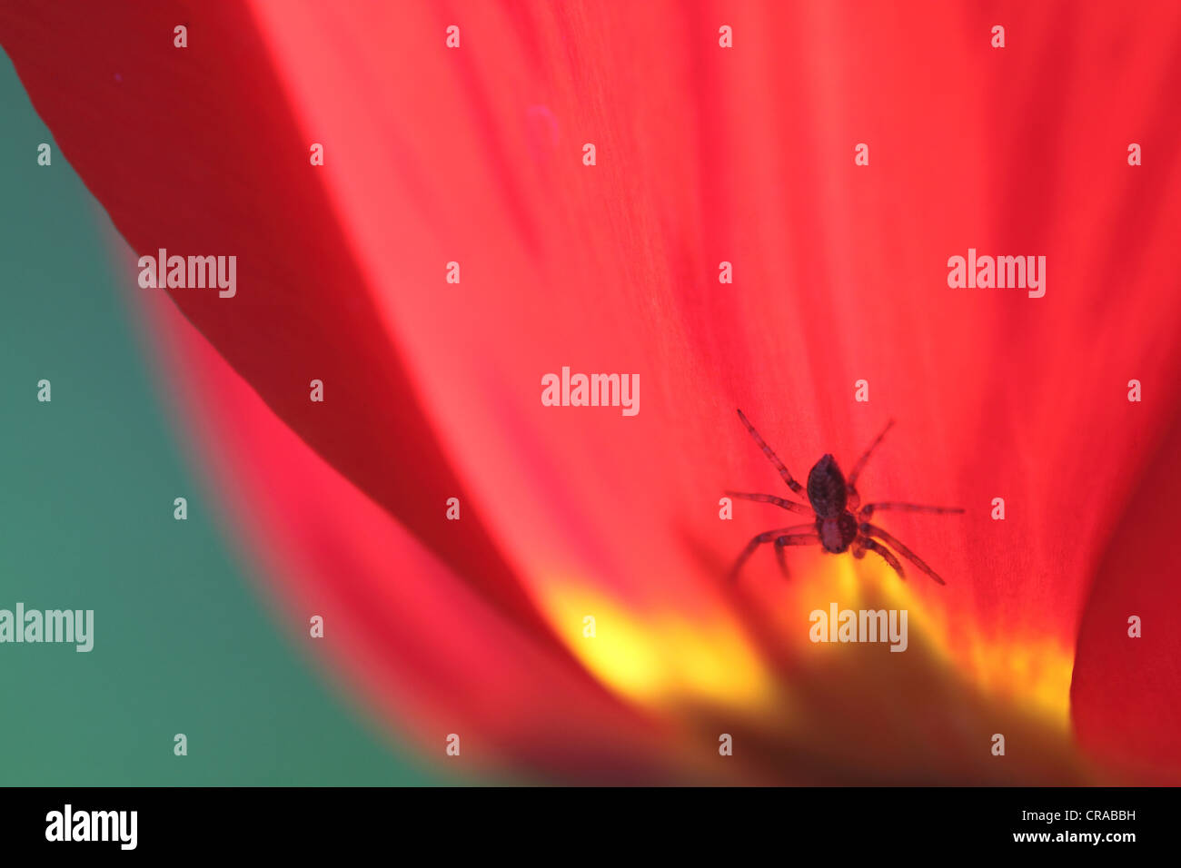 Photo of very small spider on a tulip petal Stock Photo - Alamy
