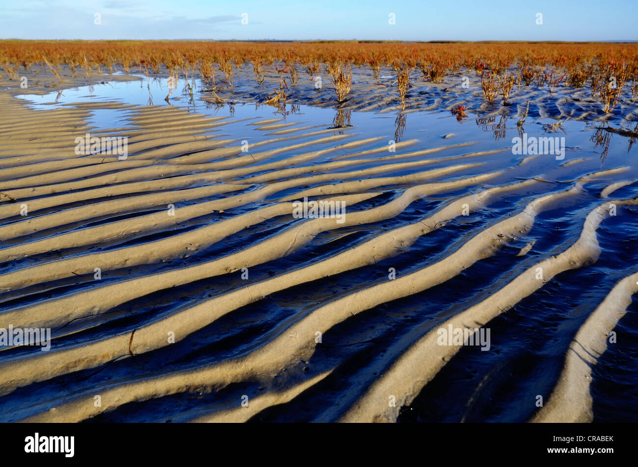 Salicornia Salt Marsh High Resolution Stock Photography and Images - Alamy