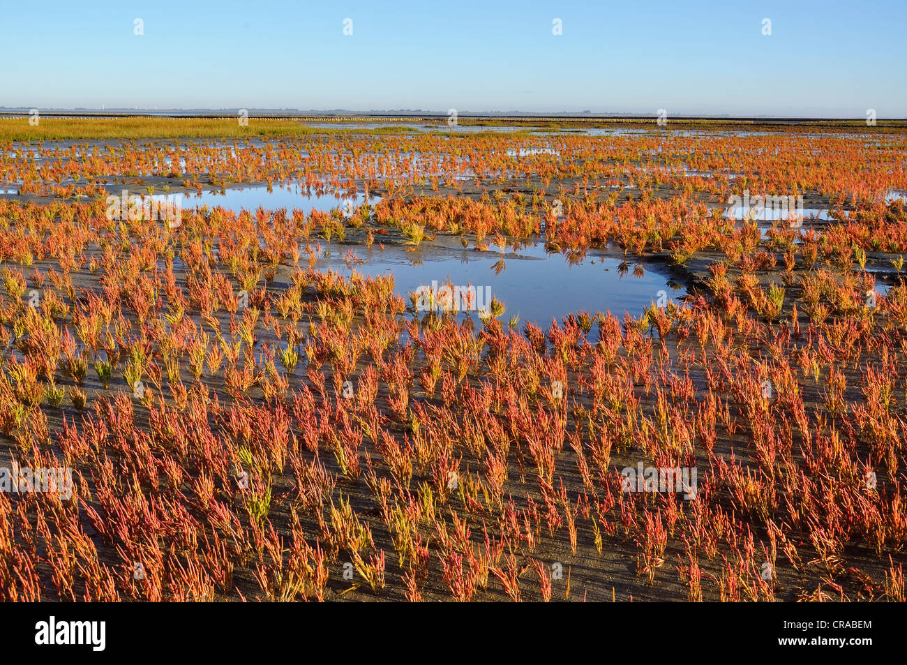 Saltwort tidal flats, pioneer vegetation, salt marsh vegetation ...