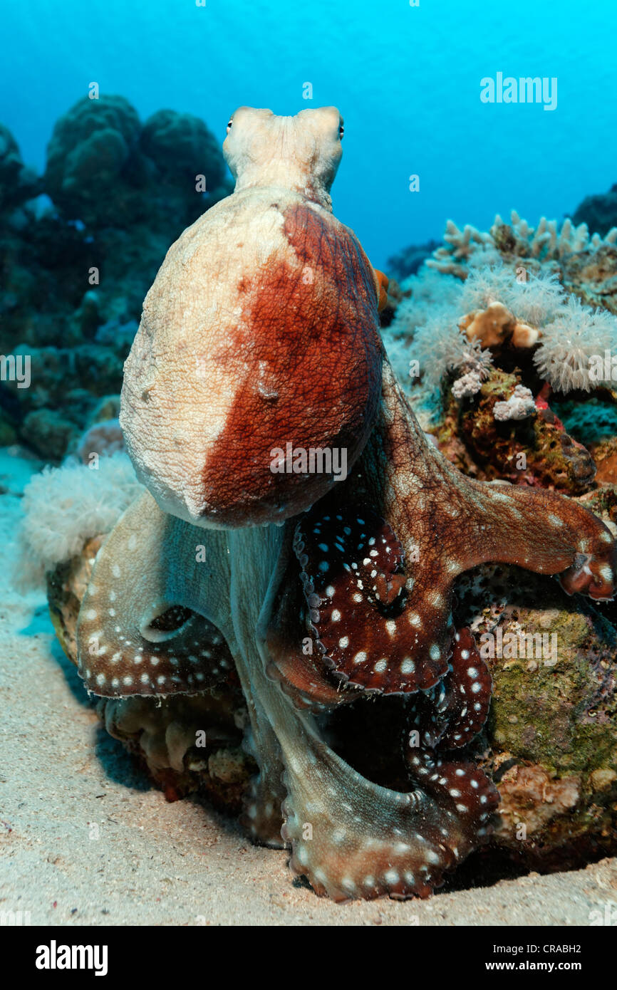 Octopus photos hi-res stock photography and images - Alamy