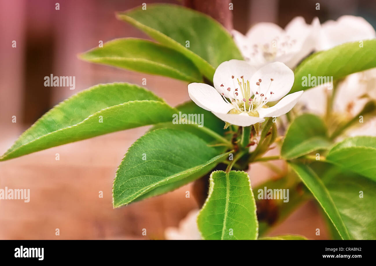 Flower on Pear Tree in Garden Stock Photo - Alamy