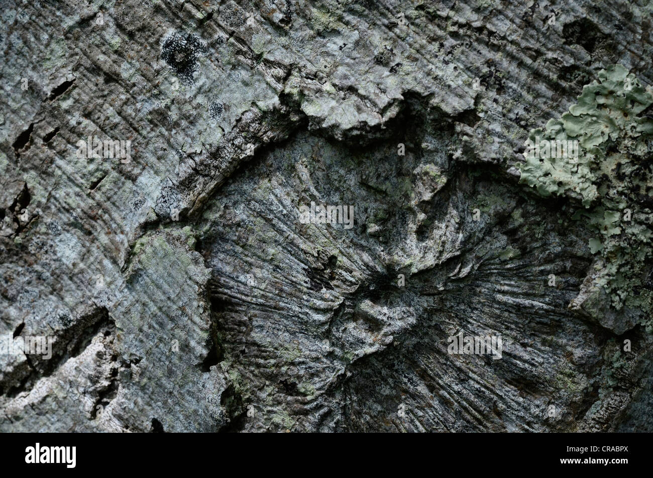 Tree bark knot hi-res stock photography and images - Alamy
