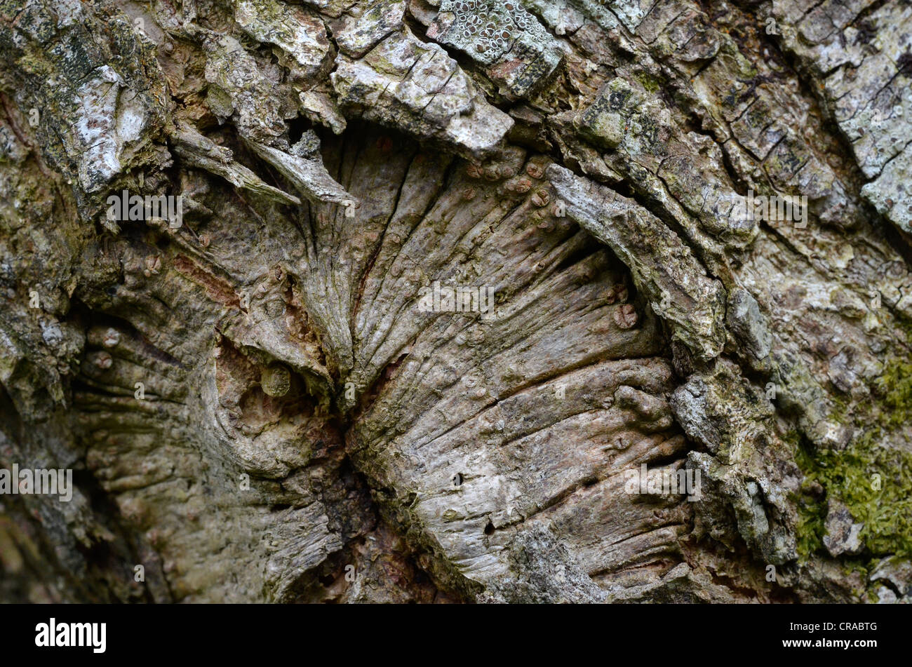 Tree bark knot hi-res stock photography and images - Alamy