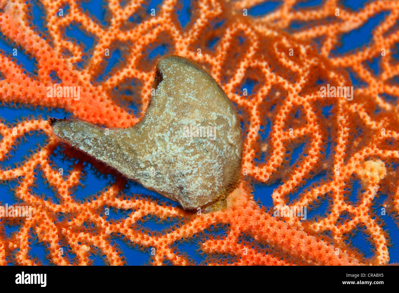 Egyptian Winged Oyster (Pteria aegyptaica) shell on a Gorgonian or Sea ...