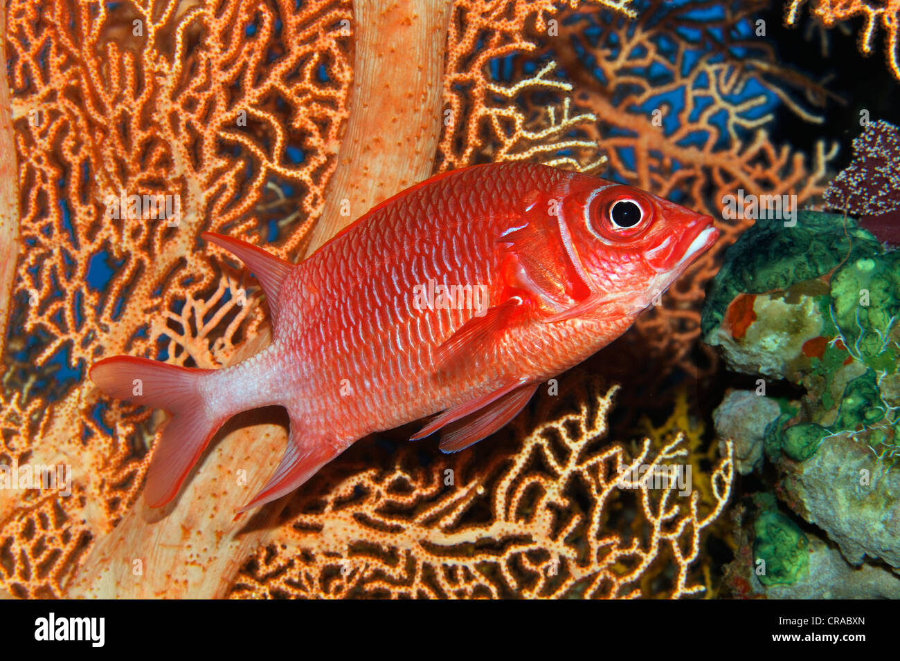 Silverspot Squirrelfish (Sargocentron caudimaculatum) swimming in front ...