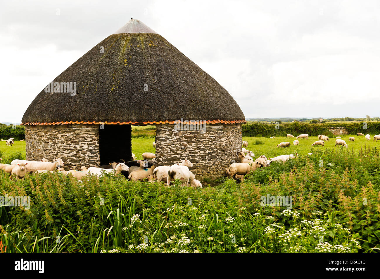 Shelter for sheep hi-res stock photography and images - Alamy