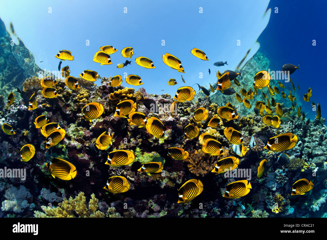 Shoal of diagonal butterflyfish (Chaetodon fasciatus), swimming along ...